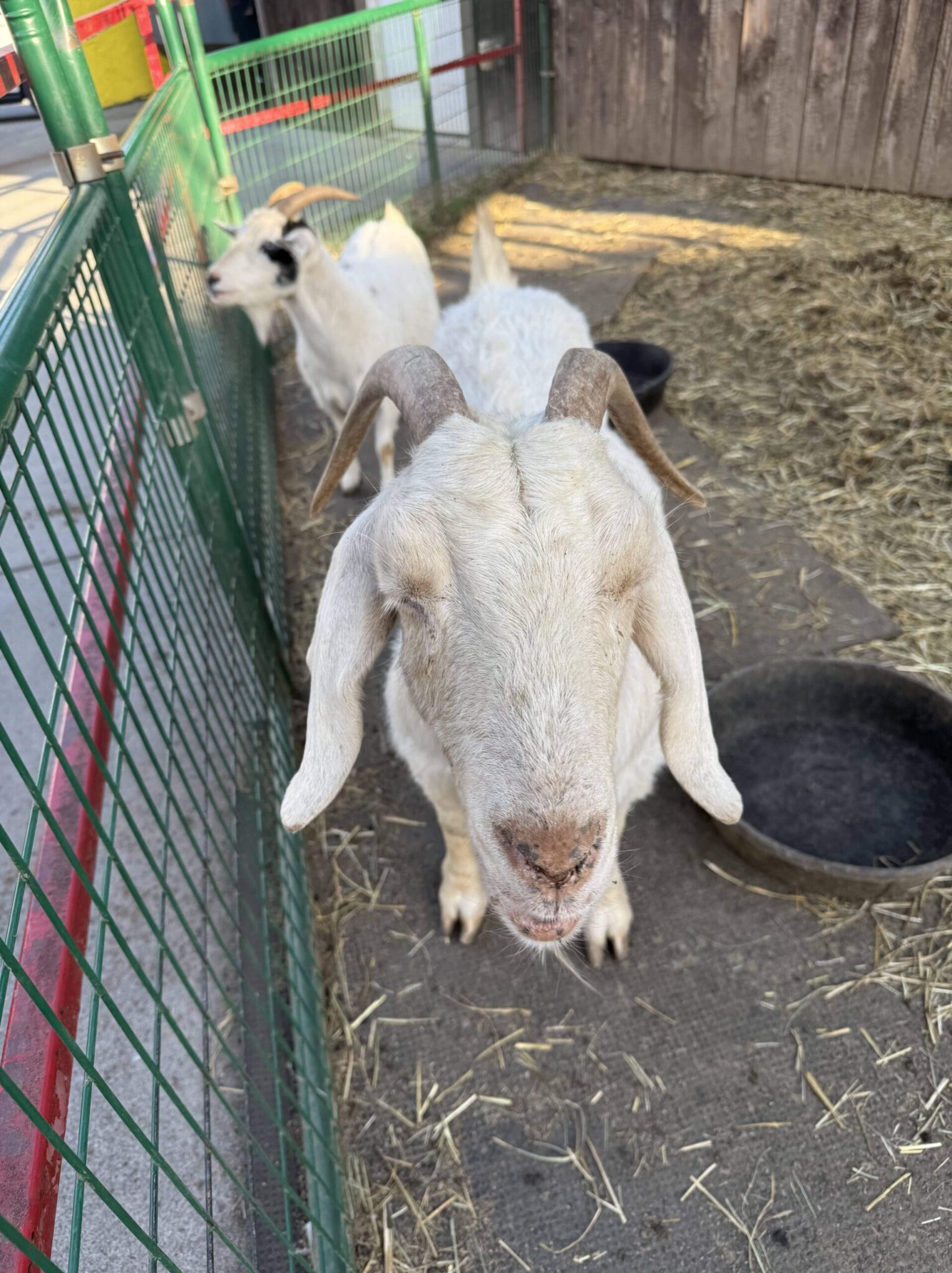 Goats on the Roof in Pigeon Forge: Coaster, Goats, and Family Fun