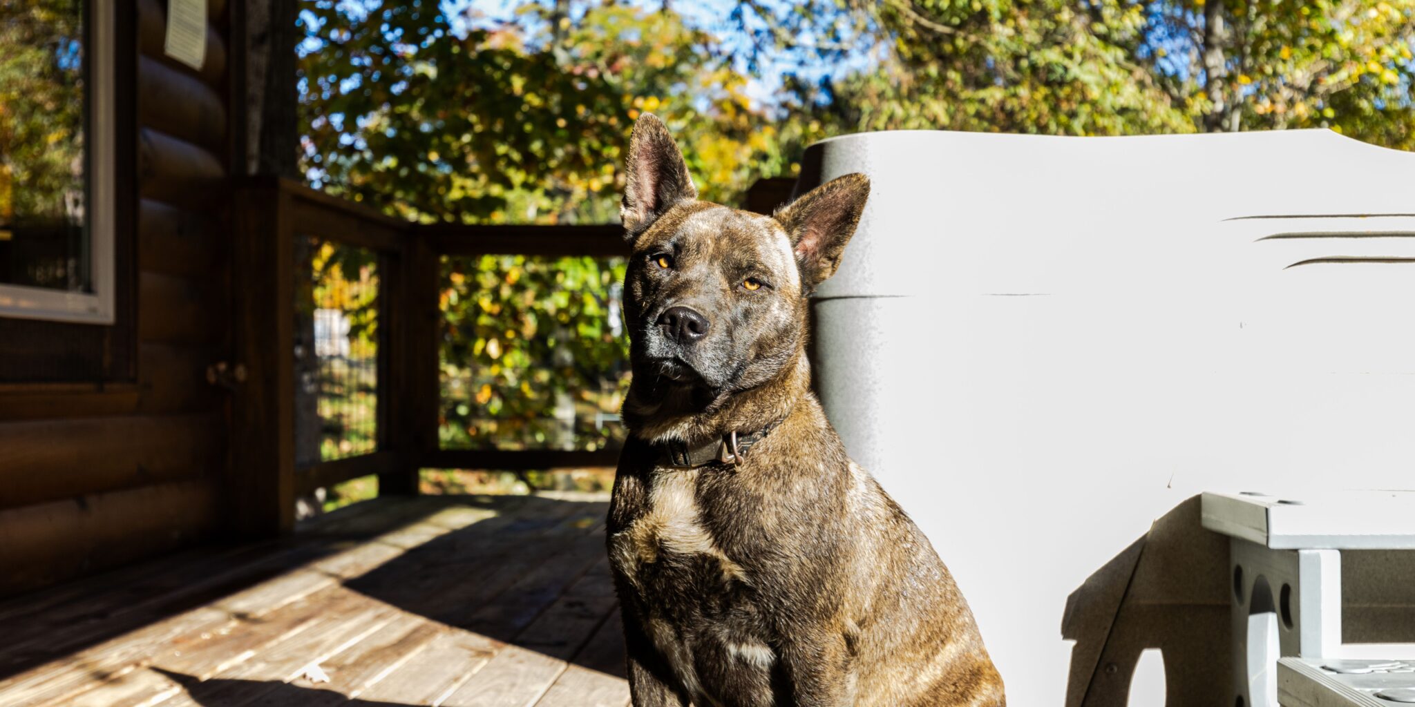 Best Pet Friendly Hotels in Gatlinburg, TN